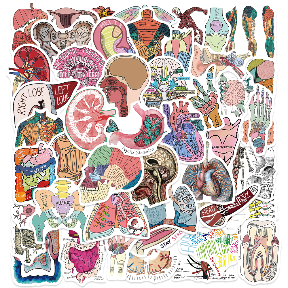 50PCS Órgano Humano De Dibujos Animados Lindo Anatomía Médica Sticker ...