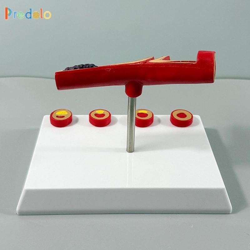 predolo Modelo De Vaso Humano Ciencia Científica Educación Anatomía ...